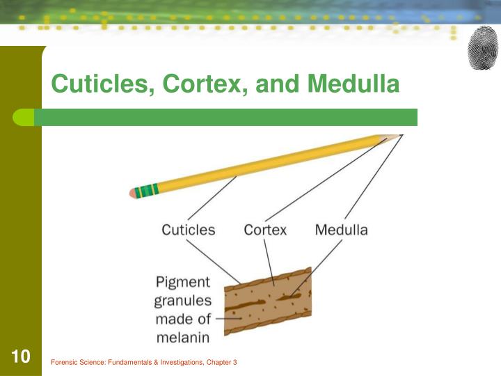 PPT - Chapter 3: The Study of Hair Day 1 PowerPoint Presentation - ID ...