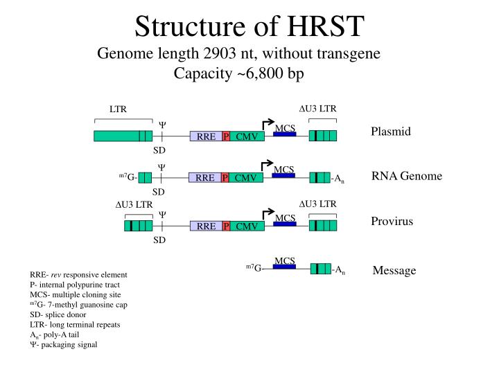 PPT - Structure of HRST PowerPoint Presentation, free download - ID:3531387