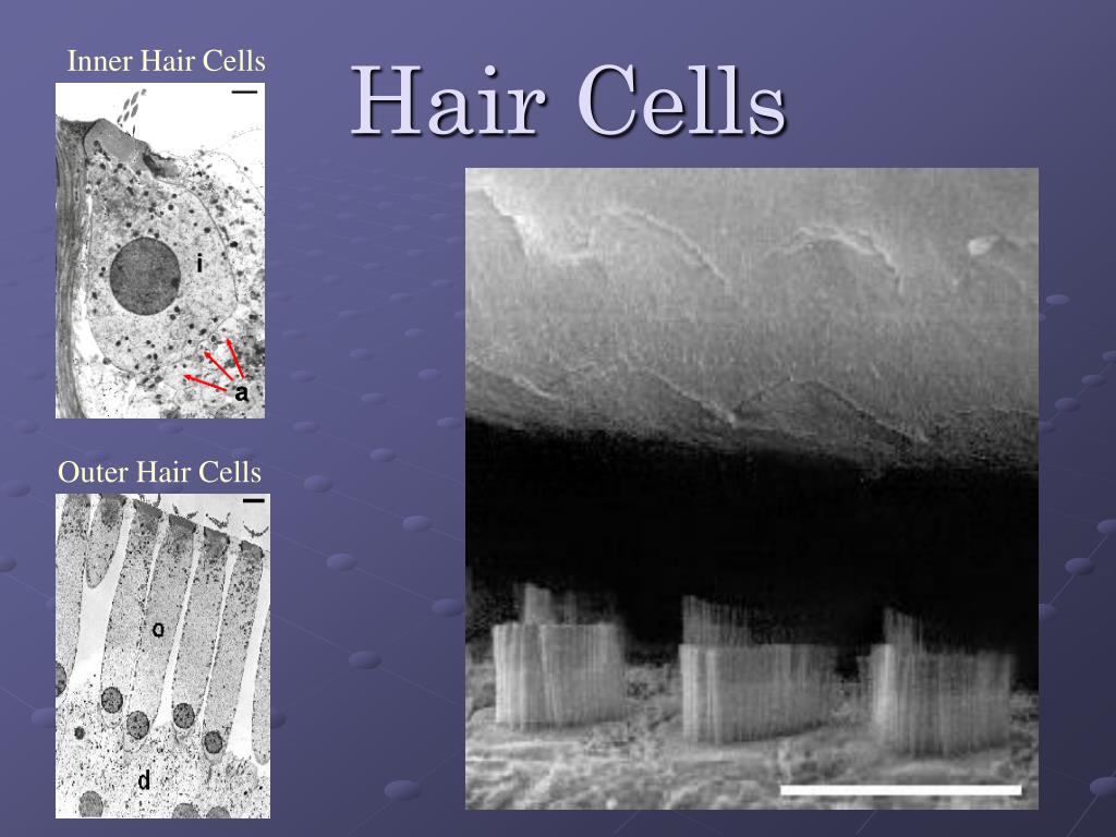 PPT - Secondary Receptor Cell (Hair Cells) PowerPoint Presentation ...
