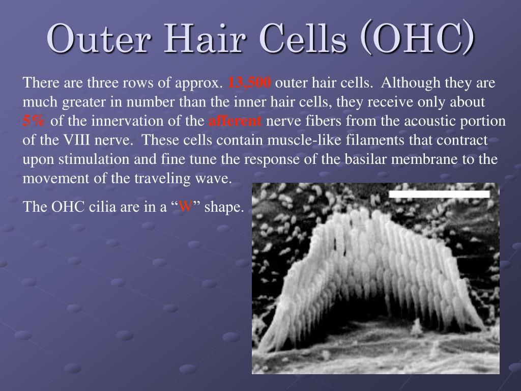 PPT - Secondary Receptor Cell (Hair Cells) PowerPoint Presentation ...