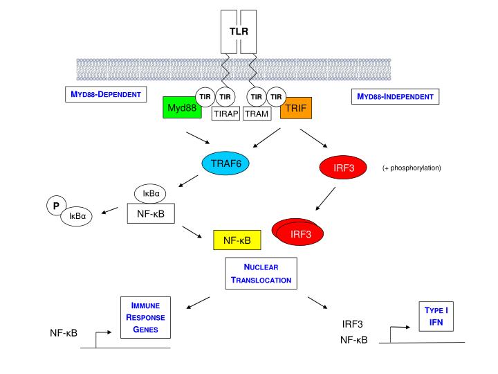 PPT - TLR PowerPoint Presentation, free download - ID:3531485