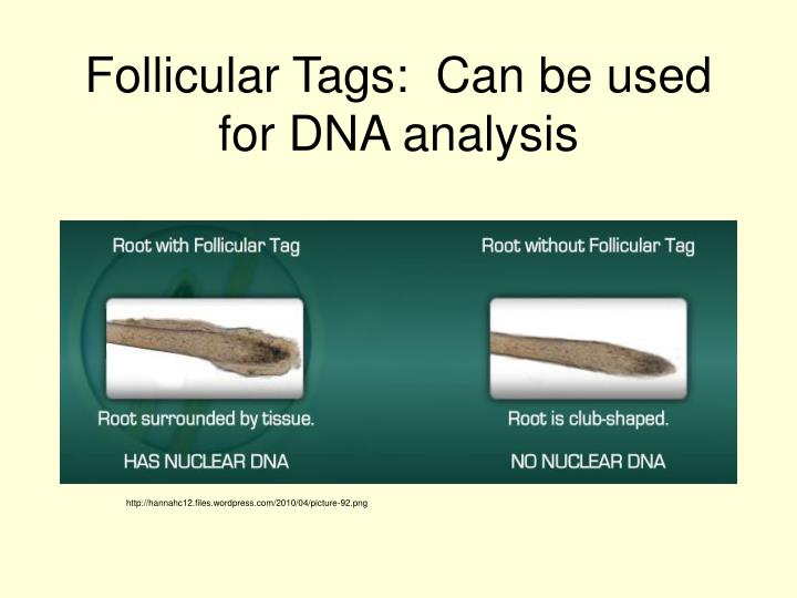 PPT - Hair Evidence PowerPoint Presentation - ID:3531546