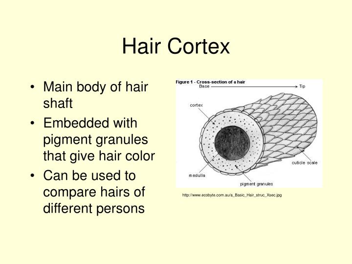 PPT - Hair Evidence PowerPoint Presentation - ID:3531546