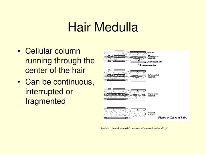 PPT - Hair Evidence PowerPoint Presentation - ID:3531546
