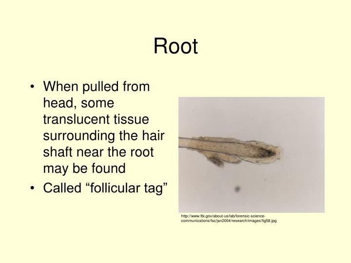 PPT - Hair Evidence PowerPoint Presentation - ID:3531546