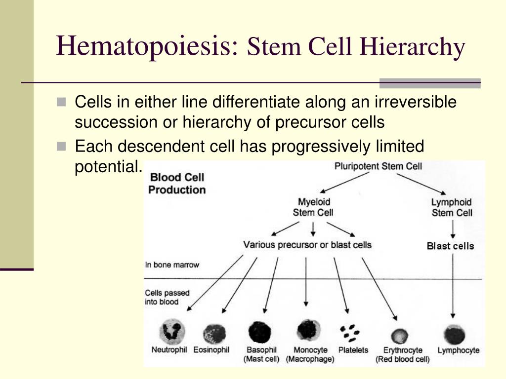 PPT - Adult Stem Cells Stem Cells, Bone Marrow and Blood PowerPoint ...