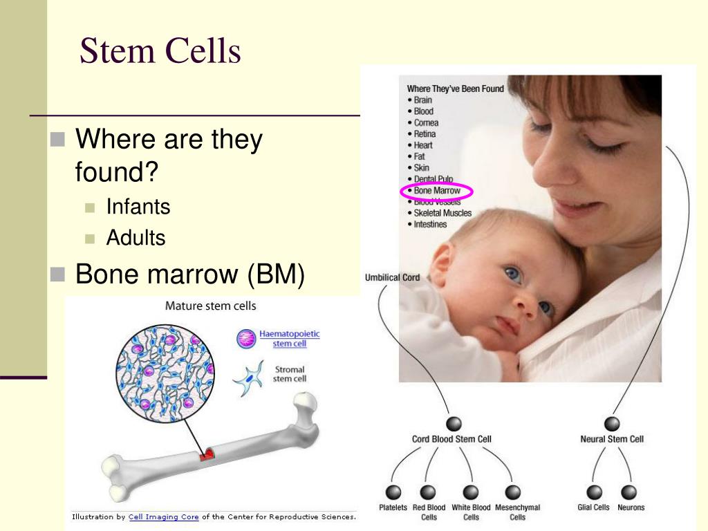 PPT - Adult Stem Cells Stem Cells, Bone Marrow and Blood PowerPoint ...