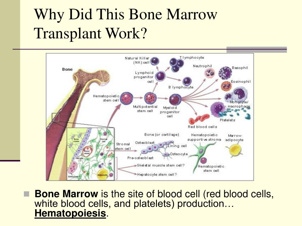 PPT - Adult Stem Cells Stem Cells, Bone Marrow and Blood PowerPoint ...