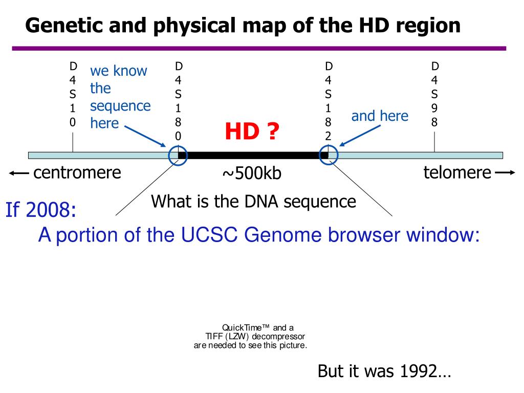 PPT - Positional cloning of the Huntington’s disease (HD) gene ...