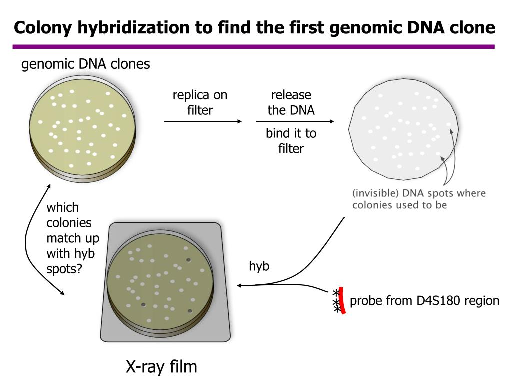 PPT - Positional cloning of the Huntington’s disease (HD) gene ...