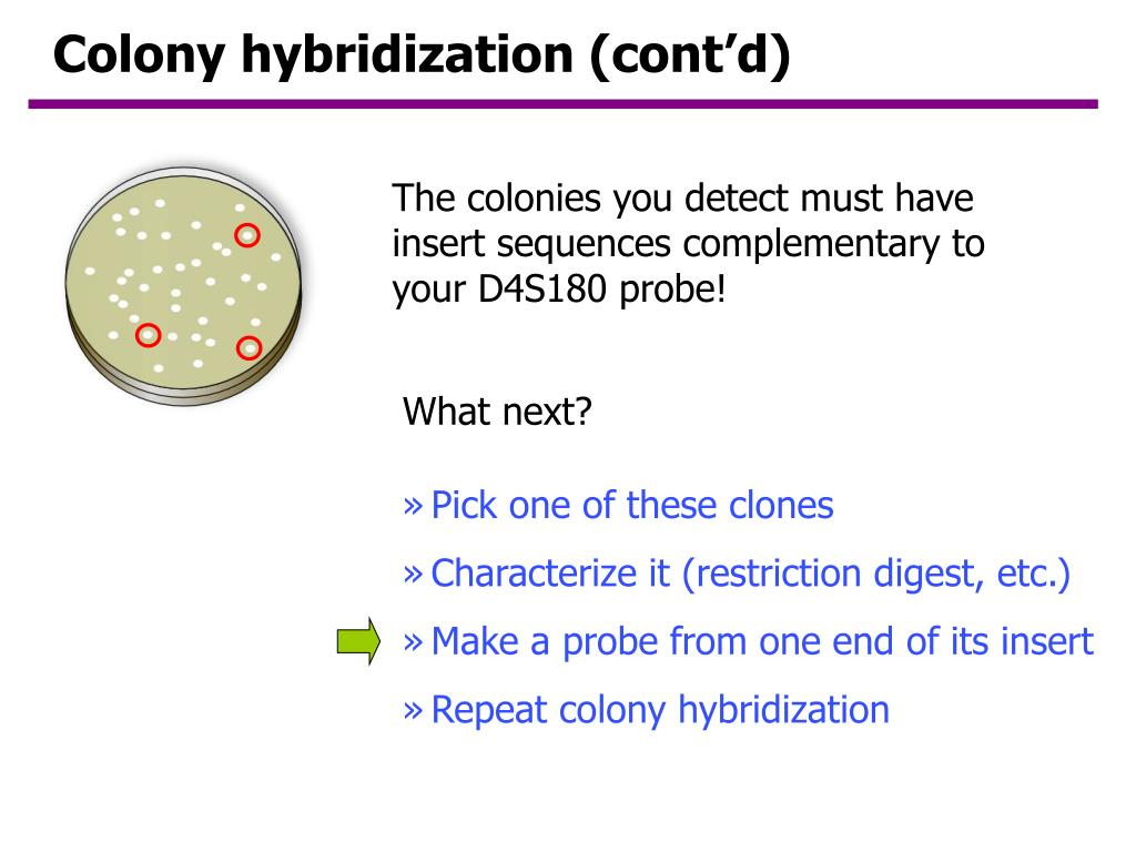 PPT - Positional cloning of the Huntington’s disease (HD) gene ...