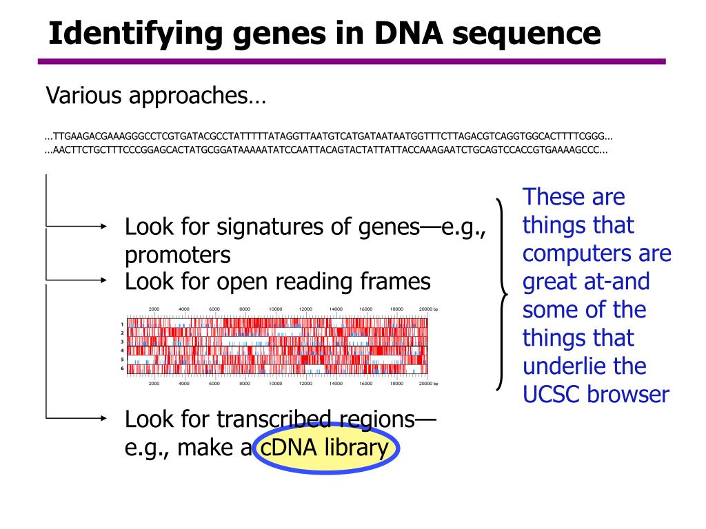 PPT - Positional cloning of the Huntington’s disease (HD) gene ...