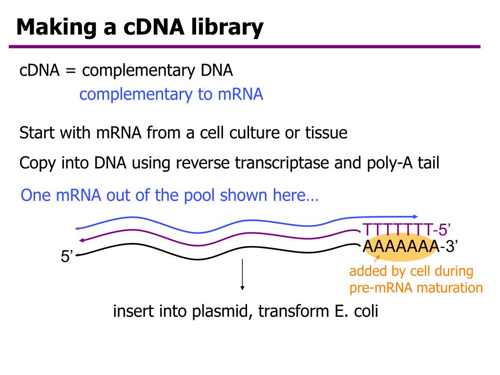 PPT - Positional cloning of the Huntington’s disease (HD) gene ...