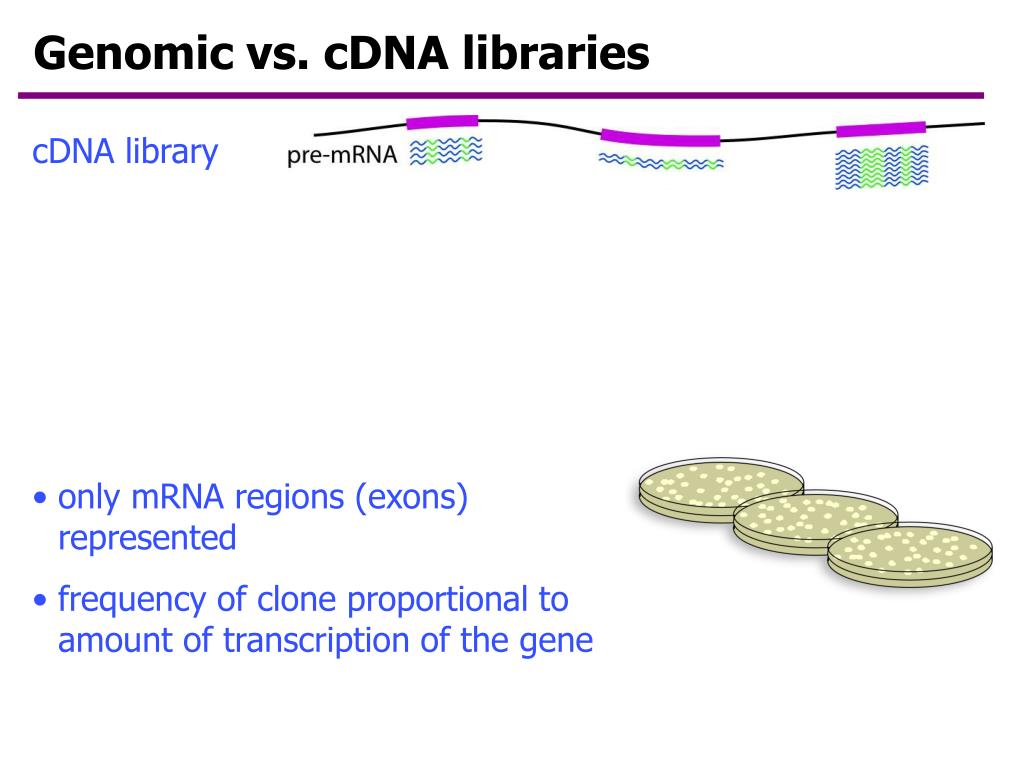 PPT - Positional cloning of the Huntington’s disease (HD) gene ...