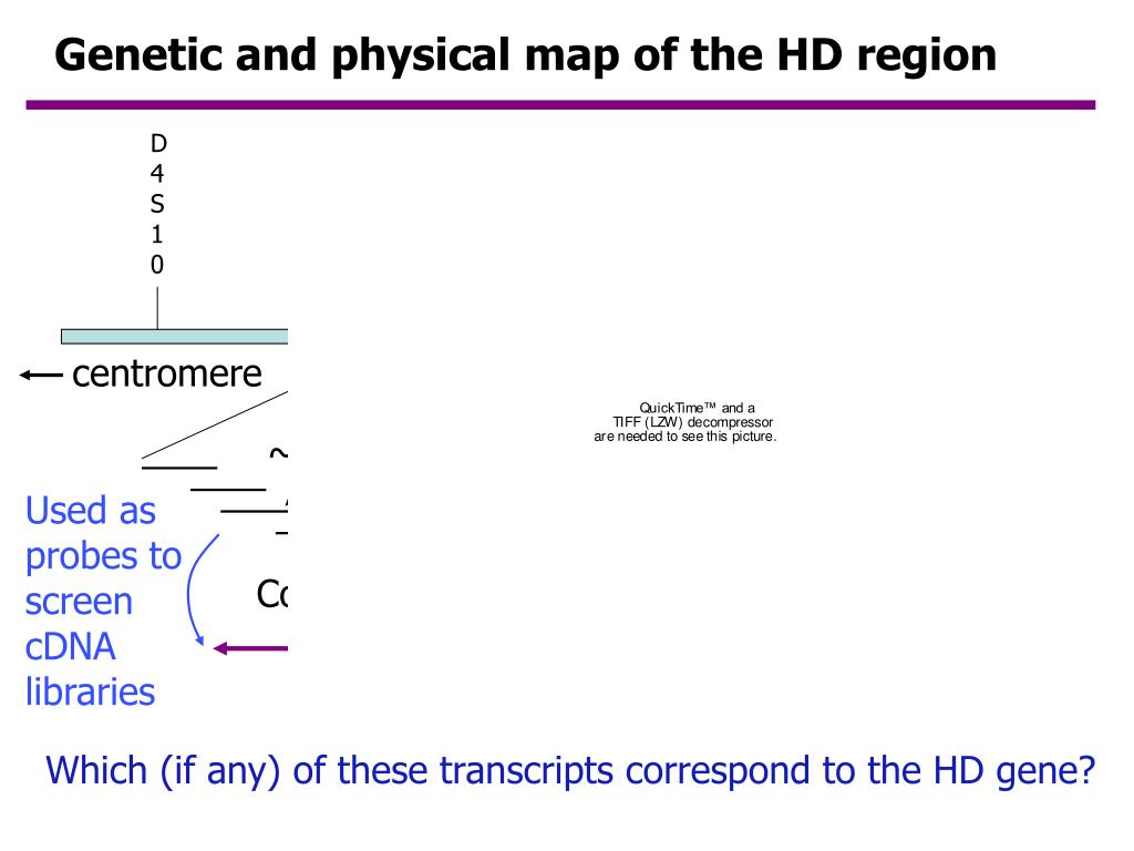 PPT - Positional cloning of the Huntington’s disease (HD) gene ...