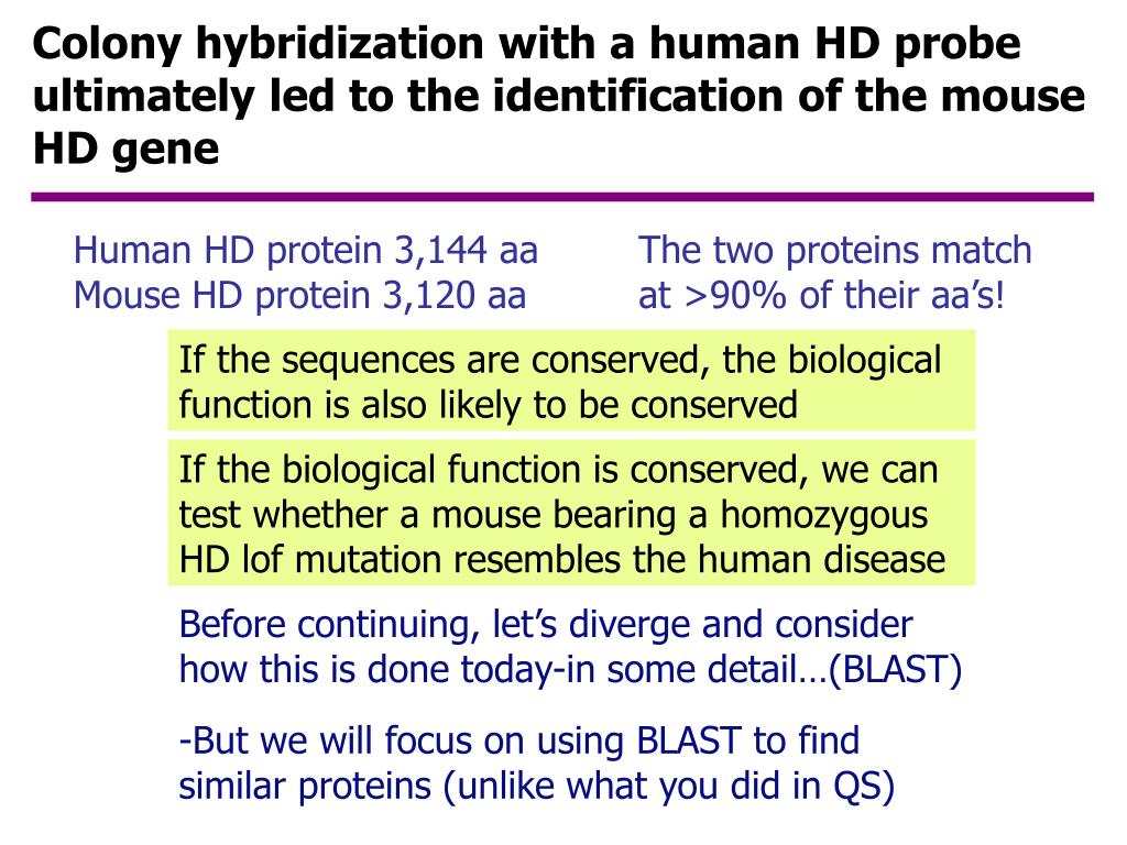 PPT - Positional cloning of the Huntington’s disease (HD) gene ...