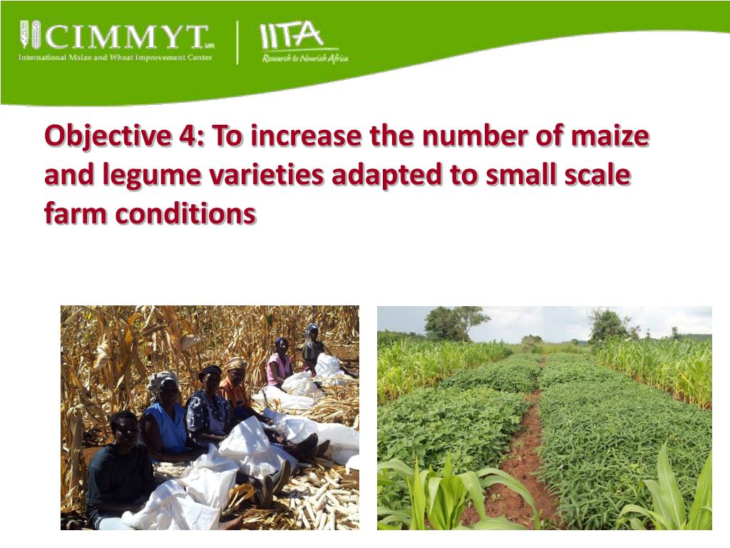 PPT - Sustainable Intensification of Maize-Legume Systems for the ...