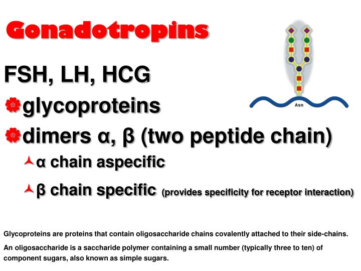 PPT - Gonadotropin’s Bioactivity PowerPoint Presentation - ID:3532514