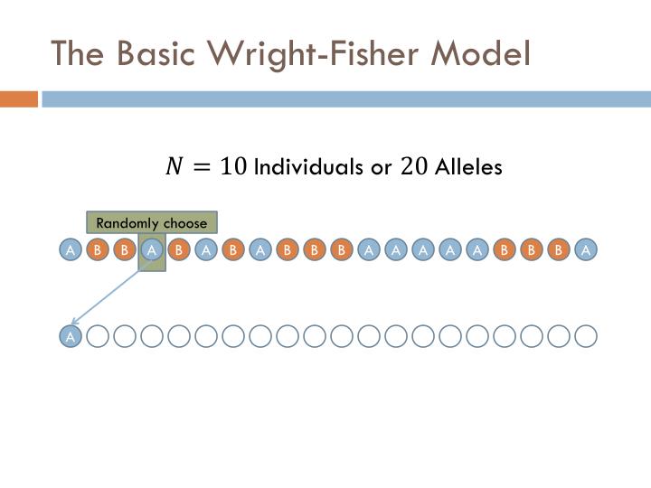 PPT - Modeling Evolution: The Wright-Fisher Model PowerPoint ...