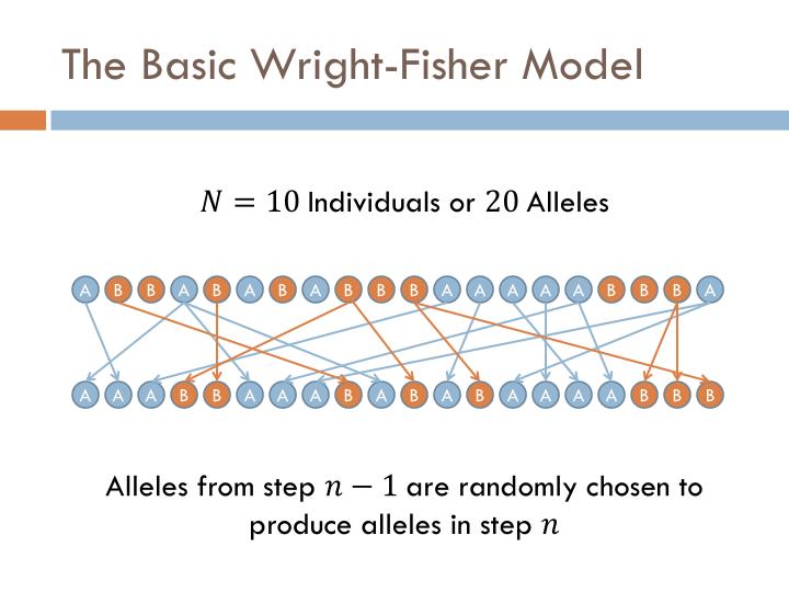PPT - Modeling Evolution: The Wright-Fisher Model PowerPoint ...