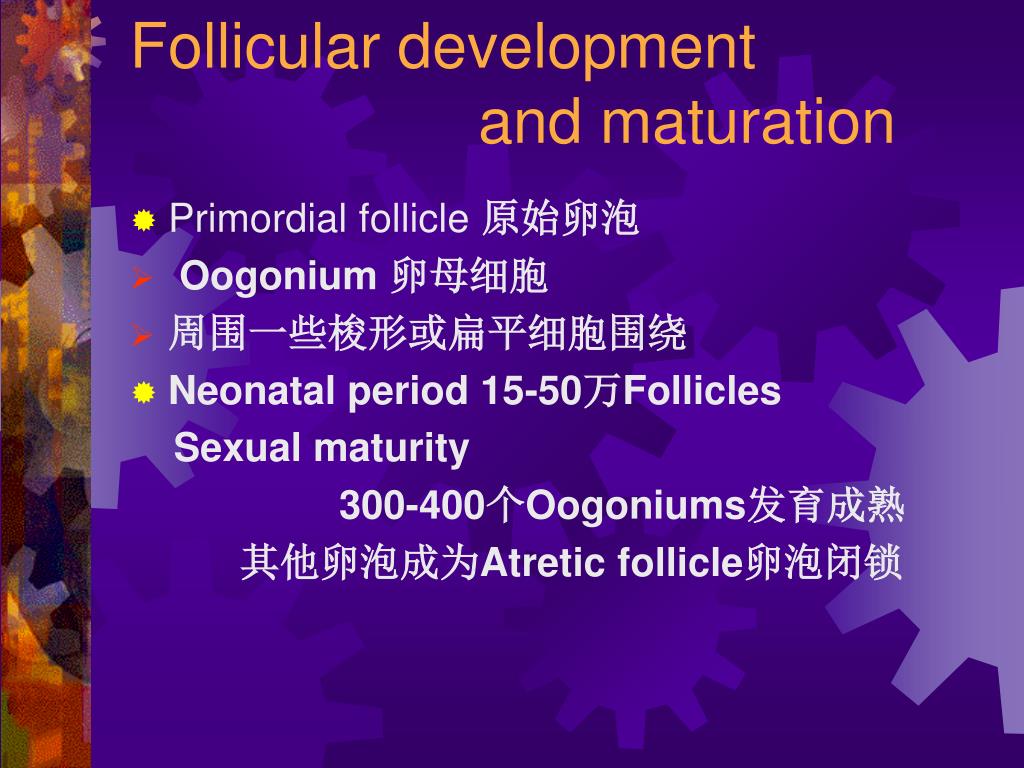 PPT - Physiology of female reproductive system PowerPoint Presentation ...