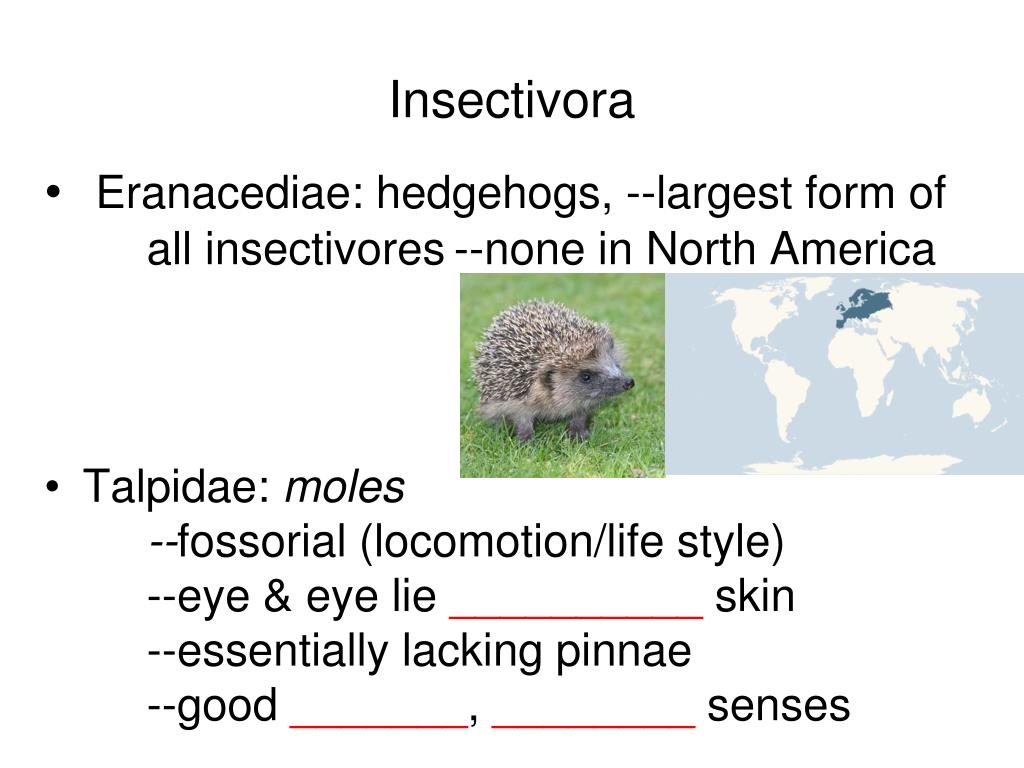 PPT - EUTHERIAN MAMMALS = PLACENTAL MAMMALS PowerPoint Presentation ...