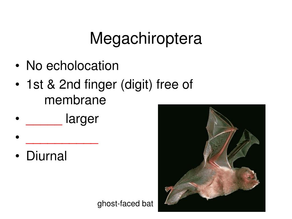 PPT - EUTHERIAN MAMMALS = PLACENTAL MAMMALS PowerPoint Presentation ...