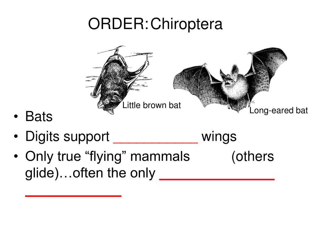 PPT - EUTHERIAN MAMMALS = PLACENTAL MAMMALS PowerPoint Presentation ...