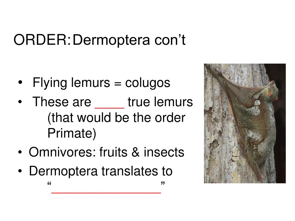 PPT - EUTHERIAN MAMMALS = PLACENTAL MAMMALS PowerPoint Presentation ...