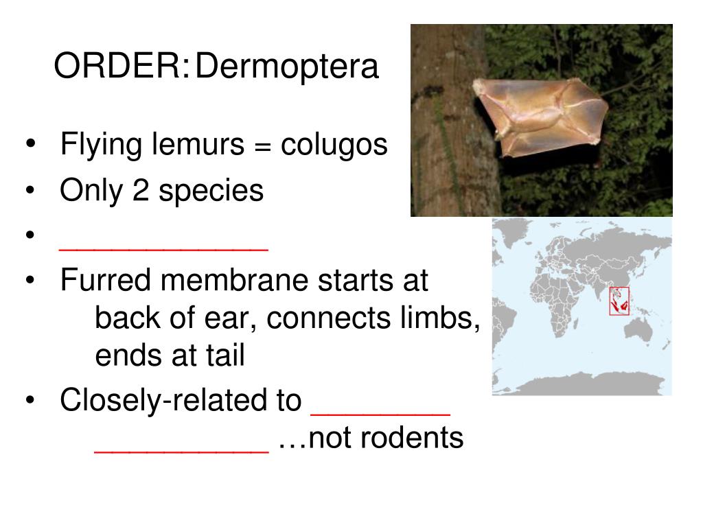 PPT - EUTHERIAN MAMMALS = PLACENTAL MAMMALS PowerPoint Presentation ...