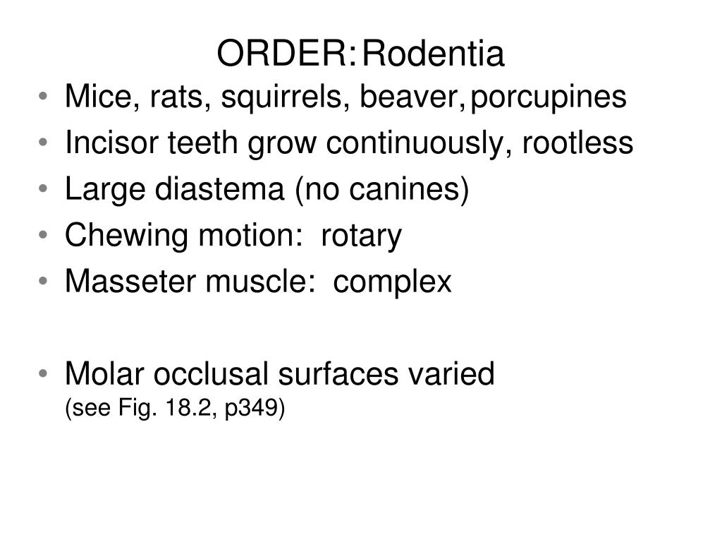 PPT - EUTHERIAN MAMMALS = PLACENTAL MAMMALS PowerPoint Presentation ...