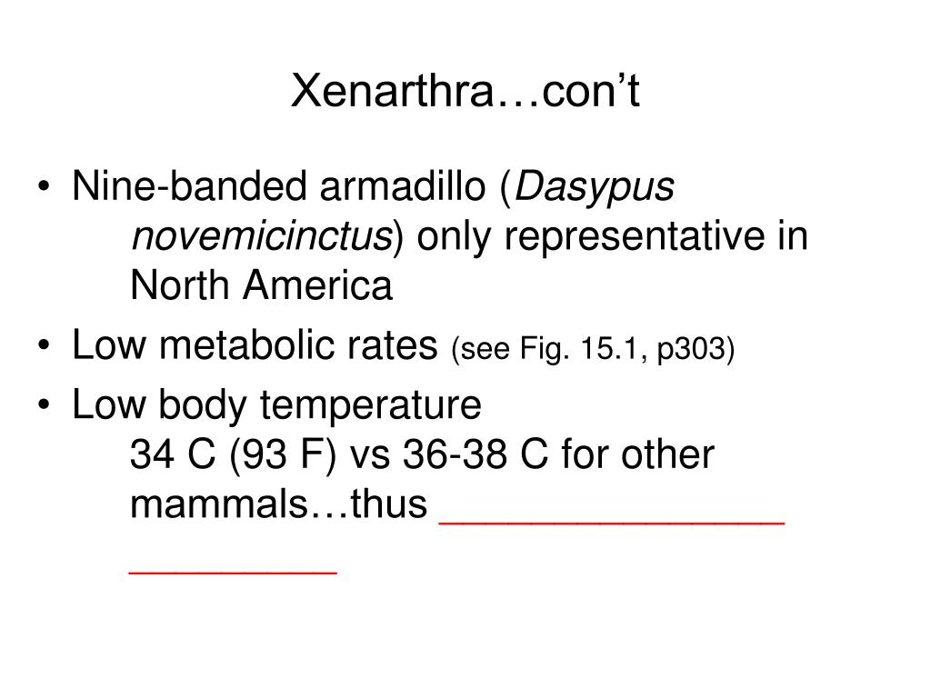 PPT - EUTHERIAN MAMMALS = PLACENTAL MAMMALS PowerPoint Presentation ...
