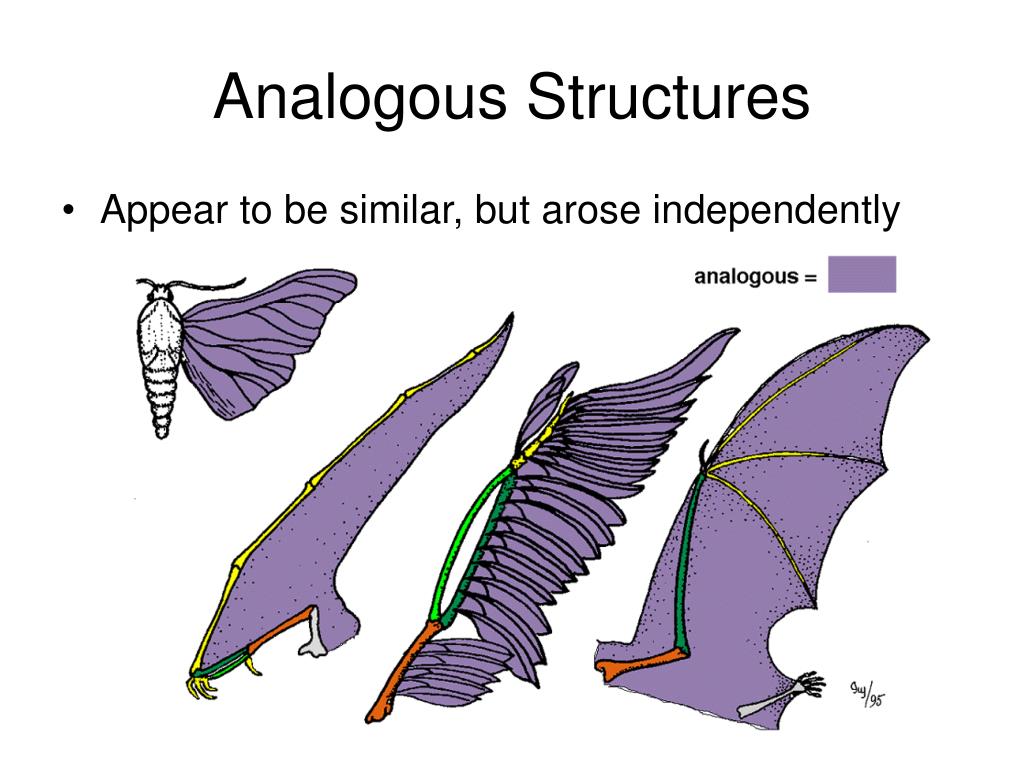 PPT Unit 4 Developmental Genetics PowerPoint Presentation Free