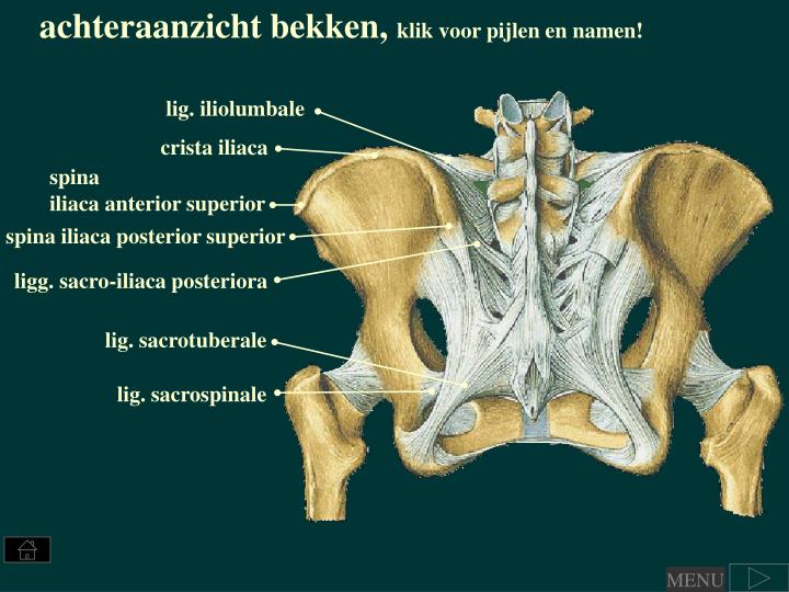 PPT - BEKKEN en HEUPGEWRICHT PowerPoint Presentation - ID:3535716
