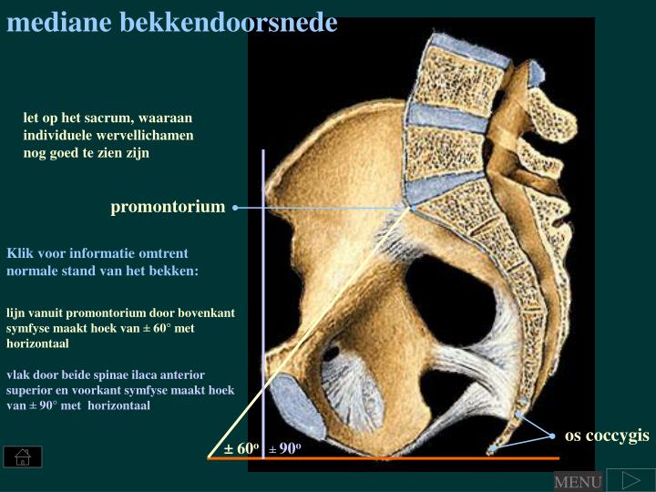 PPT - BEKKEN en HEUPGEWRICHT PowerPoint Presentation - ID:3535716