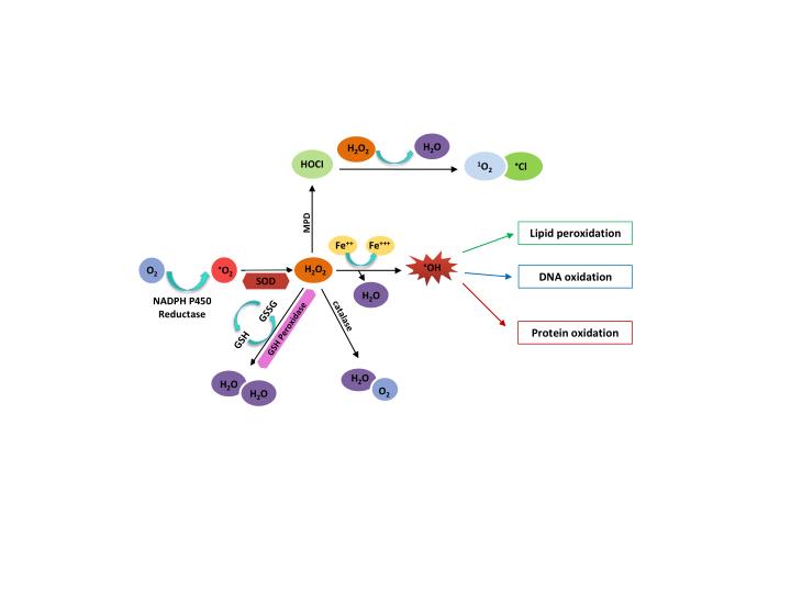 PPT - H 2 O PowerPoint Presentation, free download - ID:3535768