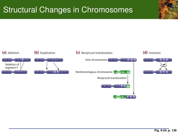 PPT - Cytogenetics: Karyotypes and Chromosome Aberrations PowerPoint ...