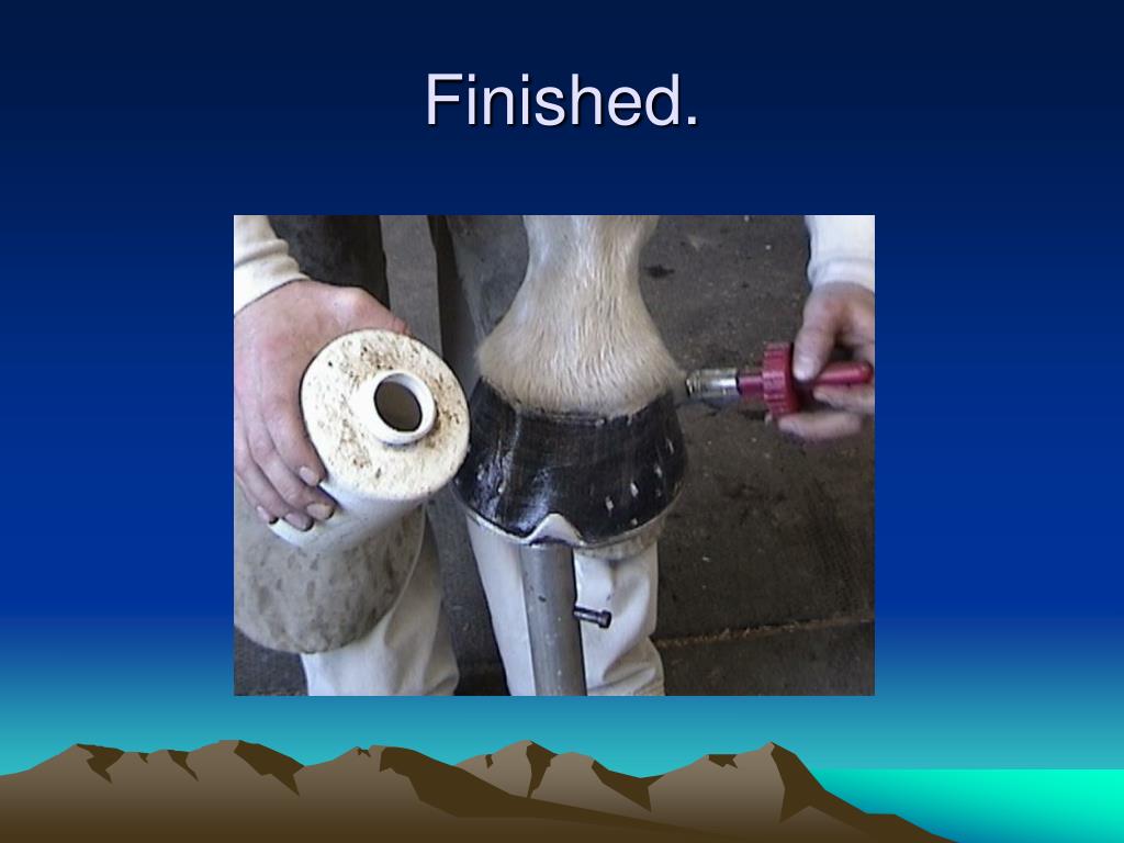 PPT - Shoeing the Dressage Horse PowerPoint Presentation, free download ...