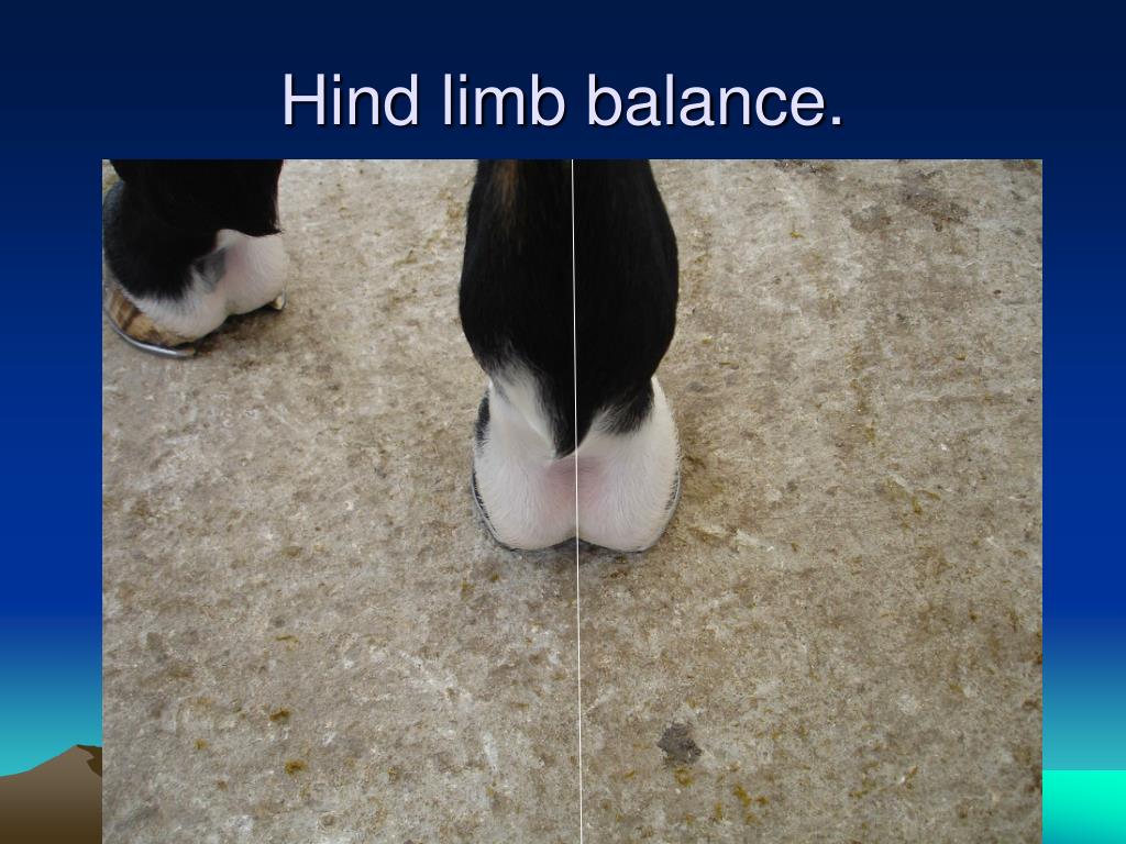 PPT - Shoeing the Dressage Horse PowerPoint Presentation, free download ...