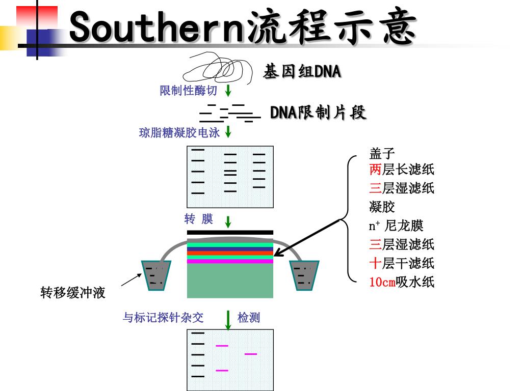 PPT - 基因组 DNA 的杂交专题之二 PowerPoint Presentation, free download - ID:3536630