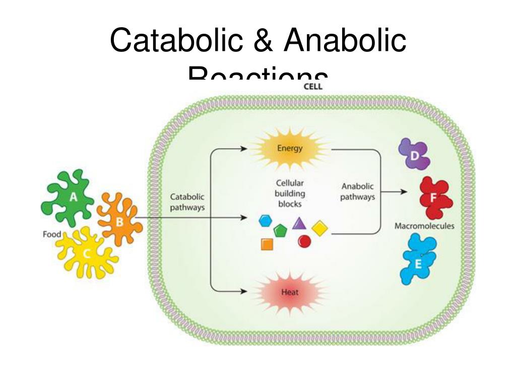 PPT - Honors Biology - Chapter 4 Energy & the Cell Energy & the Cell ...