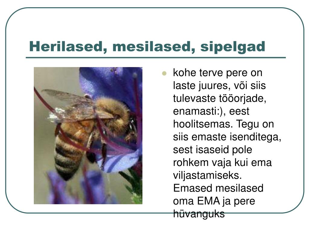 PPT - Loodusõpetus Lastehoid looduses PowerPoint Presentation, free ...