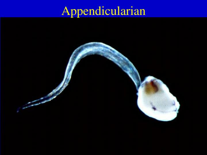 PPT - Plankton Summary PowerPoint Presentation - ID:3537189