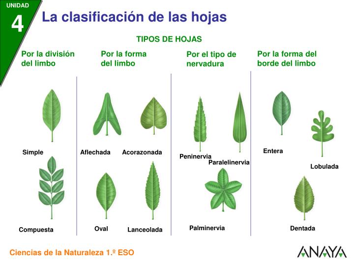 PPT - PARTES DE UNA HOJA PowerPoint Presentation - ID:3537201