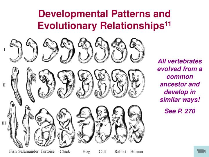 PPT - Chapter 10: Animal Growth and Development PowerPoint Presentation ...