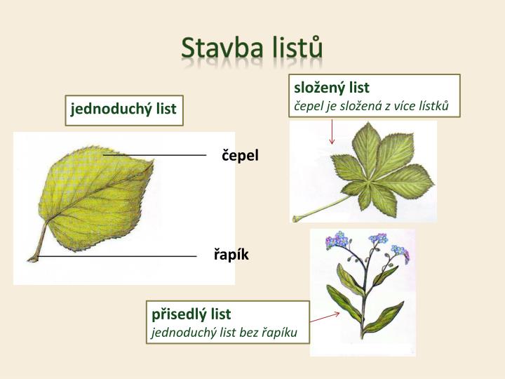 PPT - ČÁSTI TĚLA ROSTLIN PowerPoint Presentation - ID:3537806