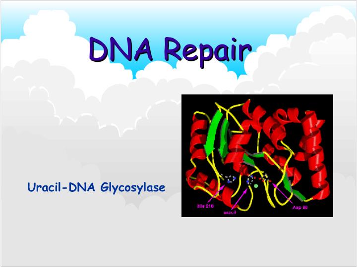 PPT - DNA Repair PowerPoint Presentation, free download - ID:3538622