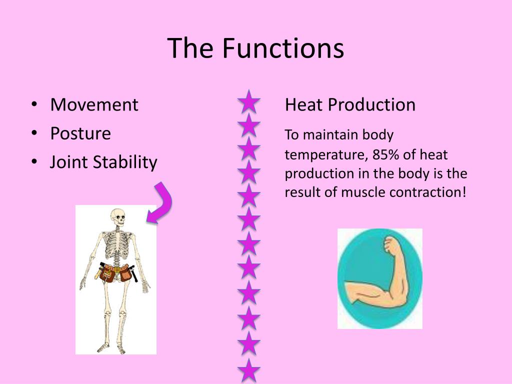 PPT - Maintaining Muscle Health for Optimal Function PowerPoint ...