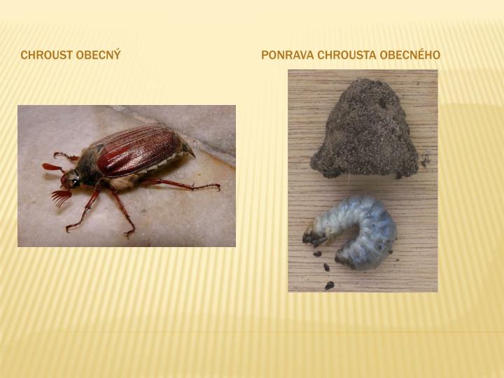 PPT - 6. Ročník HMYZ PowerPoint Presentation - ID:3539180
