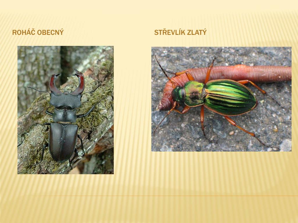 PPT - 6. Ročník HMYZ PowerPoint Presentation, free download - ID:3539180